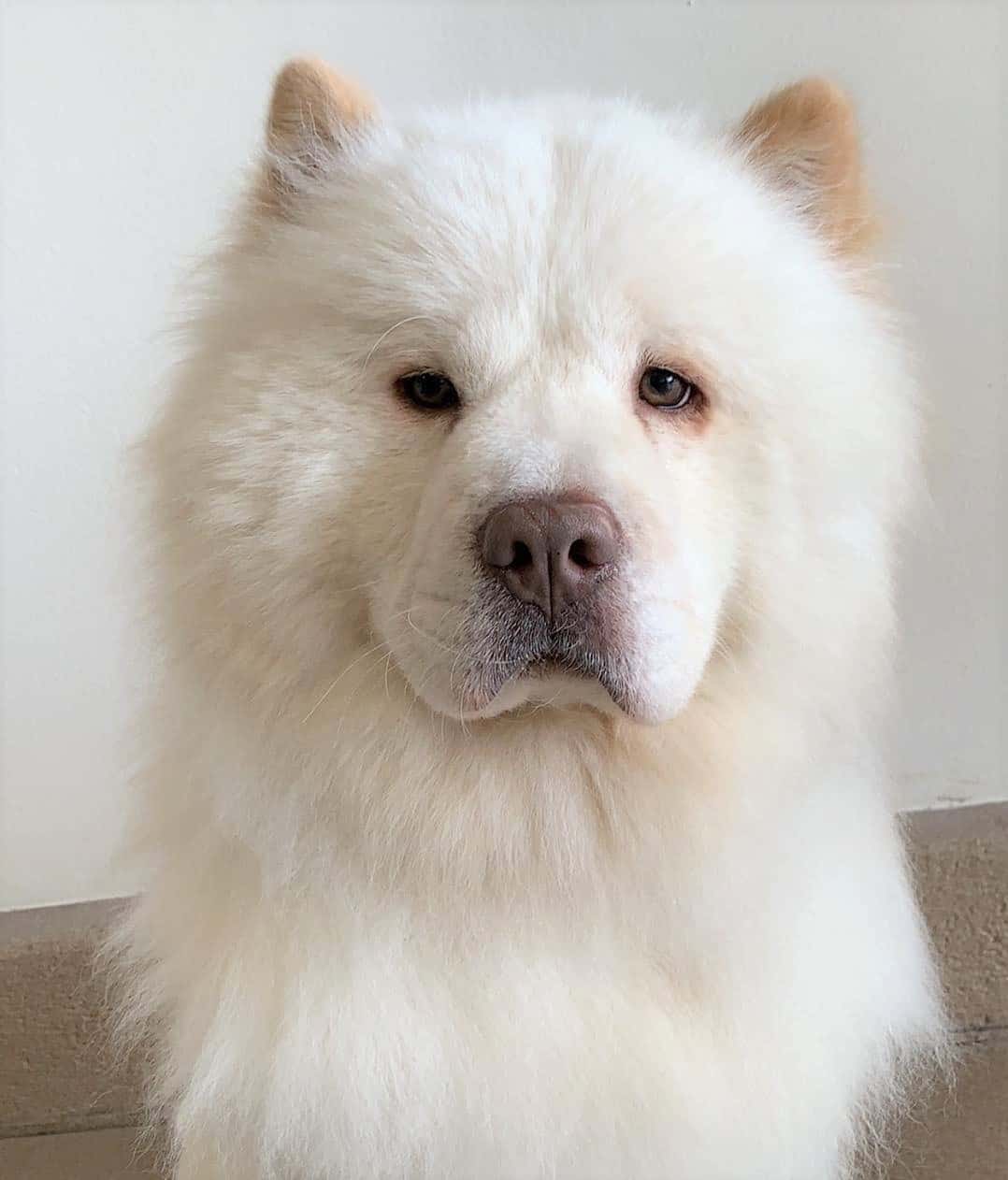 Chow Chow Colors: Do Panda Chow Chows Exist?