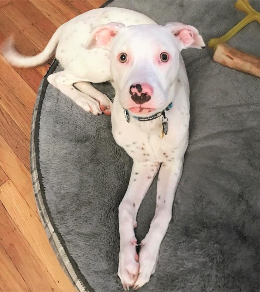 Dalmatian Colors: Do Dalmatians Only Have Black Spots?