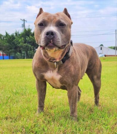Pitbull Ear Cropping: Should You Crop Your Pitbull’s Ears?