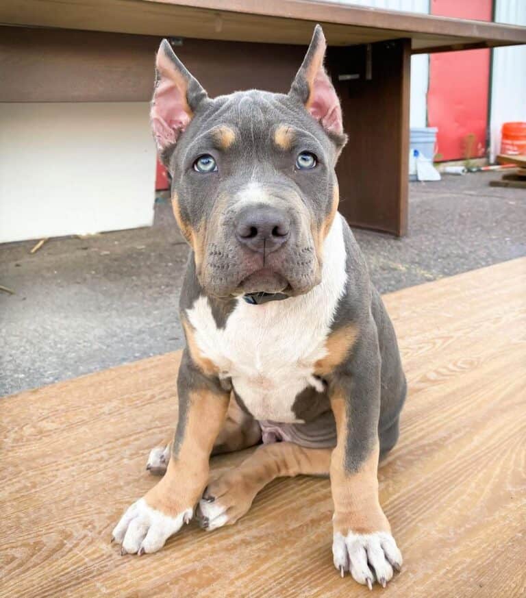 Pitbull Ear Cropping: Should You Crop Your Pitbull’s Ears?