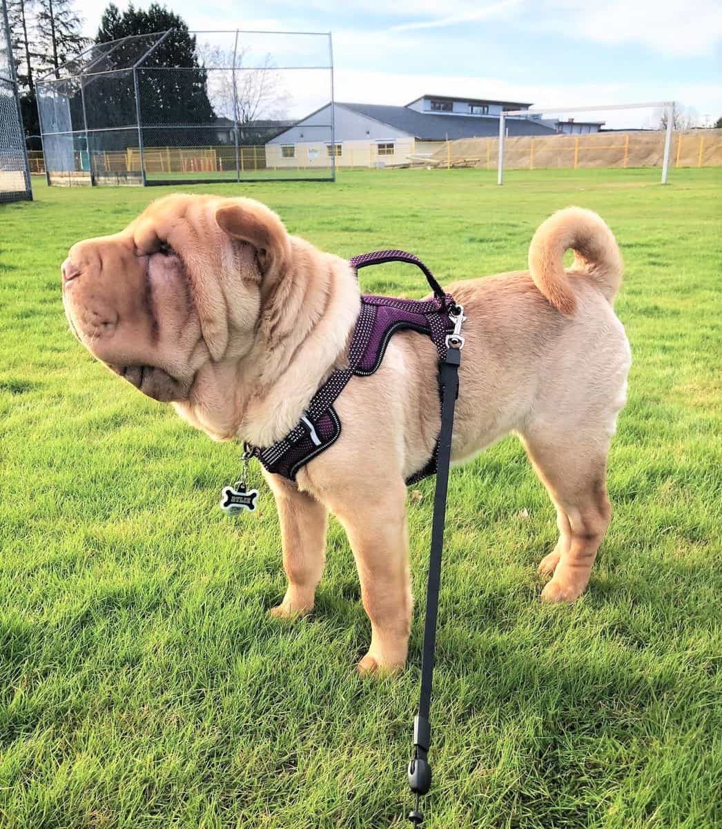 Shar-Pei Colors: All 21 Coat Colors Explained With Pictures