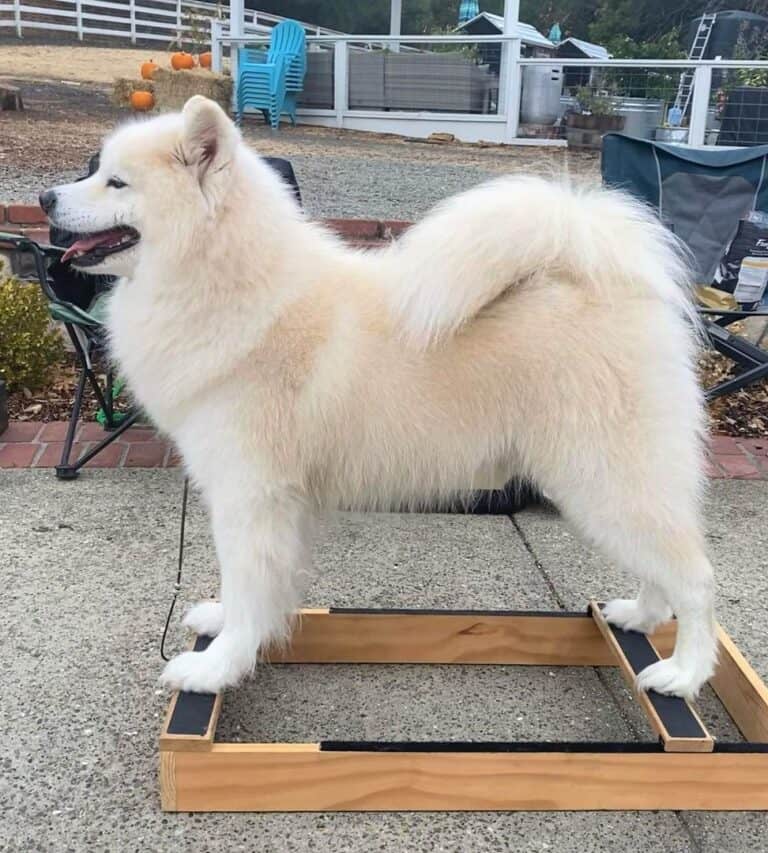 Samoyed Colors: Are There Other Shades Aside From White?