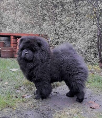 Chow Chow Colors: Do Panda Chow Chows Exist?
