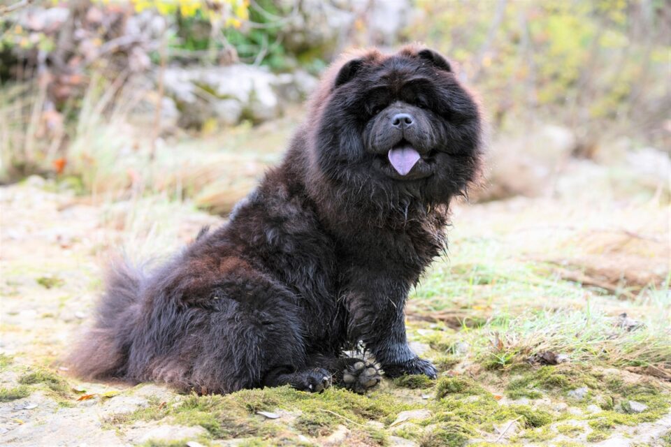 Chow Chow Colors: Do Panda Chow Chows Exist?