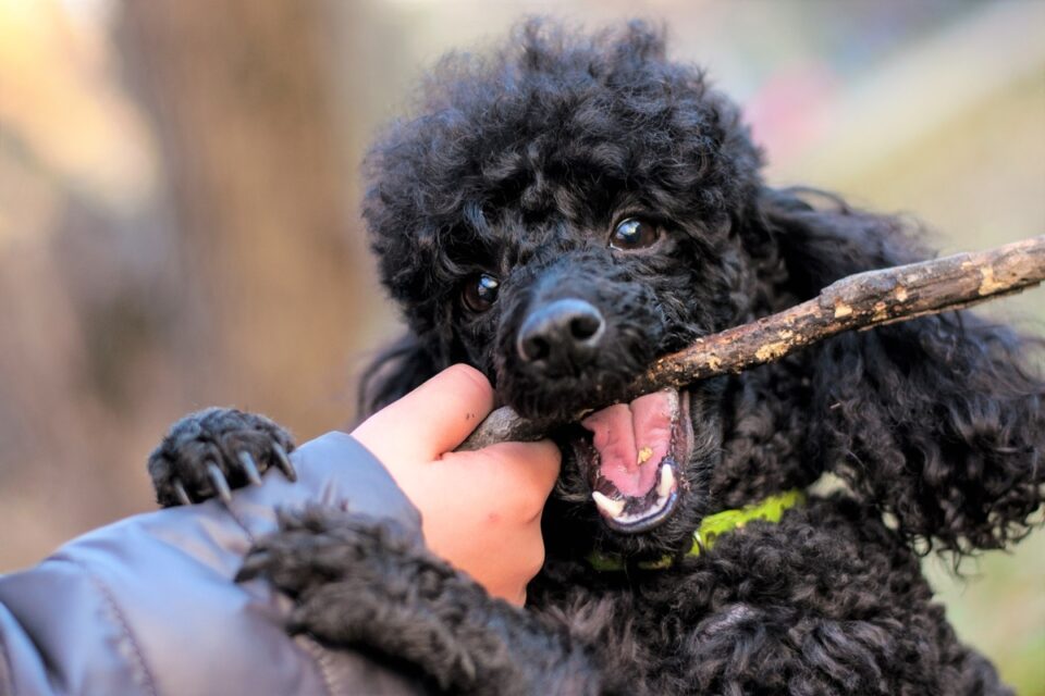 Black Poodle: Learn About This Majestic Canine In Black Coat
