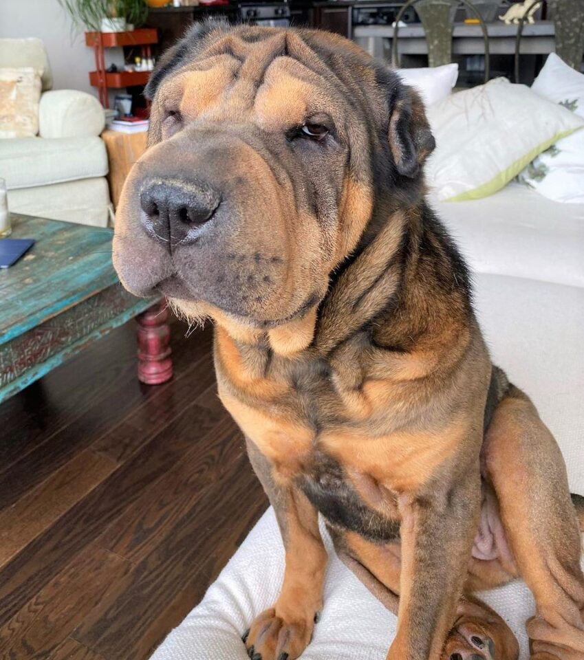 Shar-Pei Colors: All 21 Coat Colors Explained With Pictures