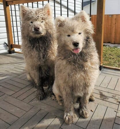 Samoyed Colors: Are There Other Shades Aside From White?