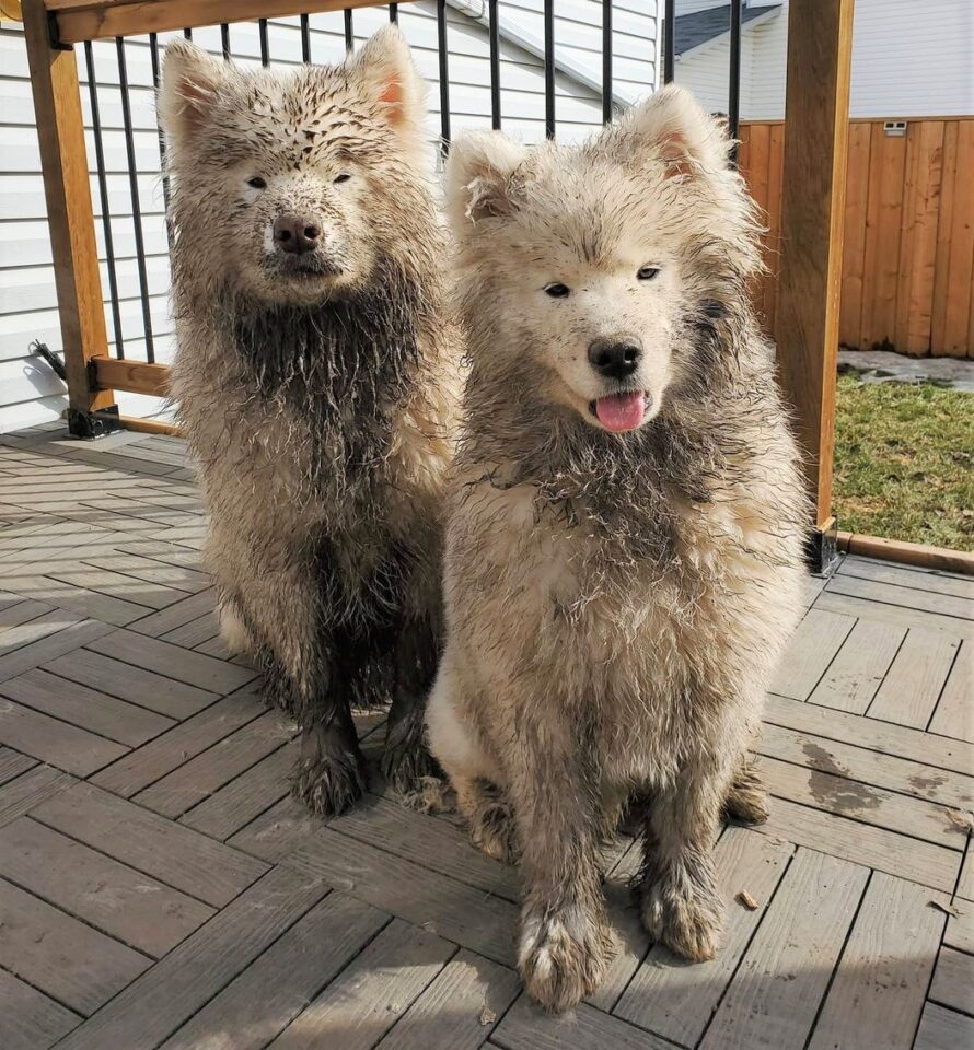 Samoyed Colors: Are There Other Shades Aside From White?