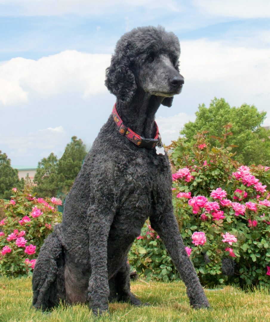 Black Poodle: Learn About This Majestic Canine In Black Coat
