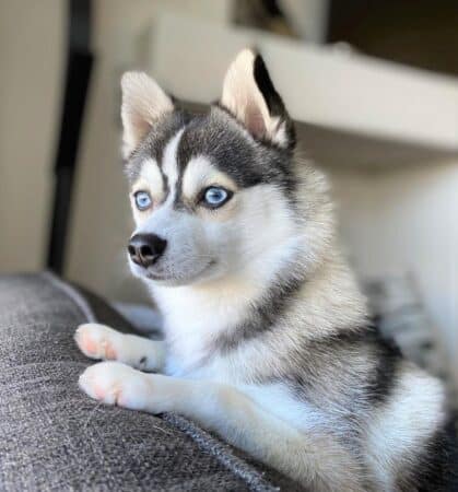 Teacup Pomsky: Are They Really Teacup-Sized?