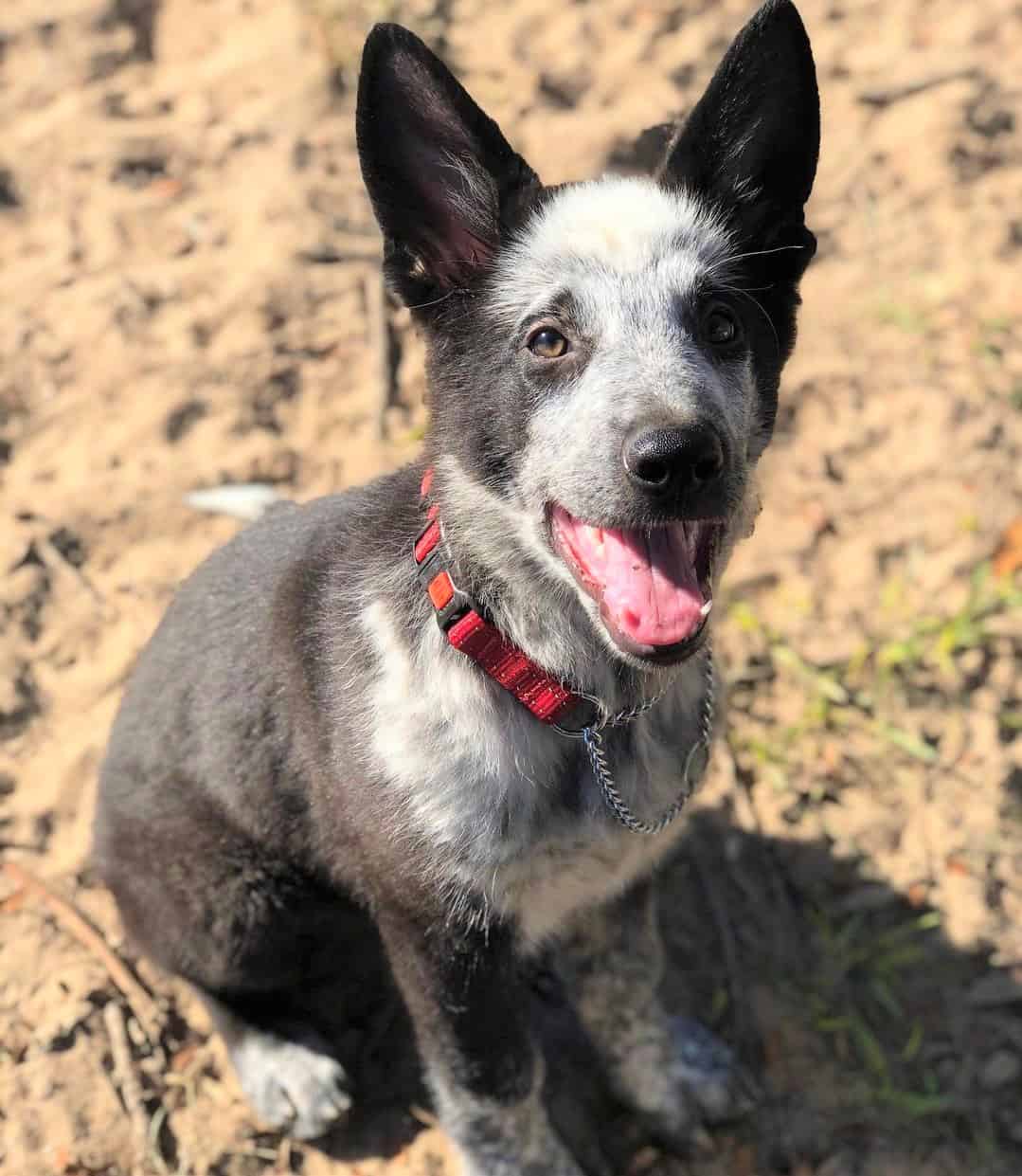 Panda German Shepherd: Are Panda Shepherds Purebred?