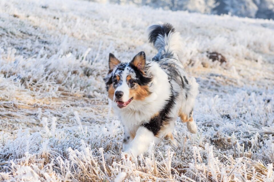 Blue Merle Australian Shepherd: Everything You Need to Know