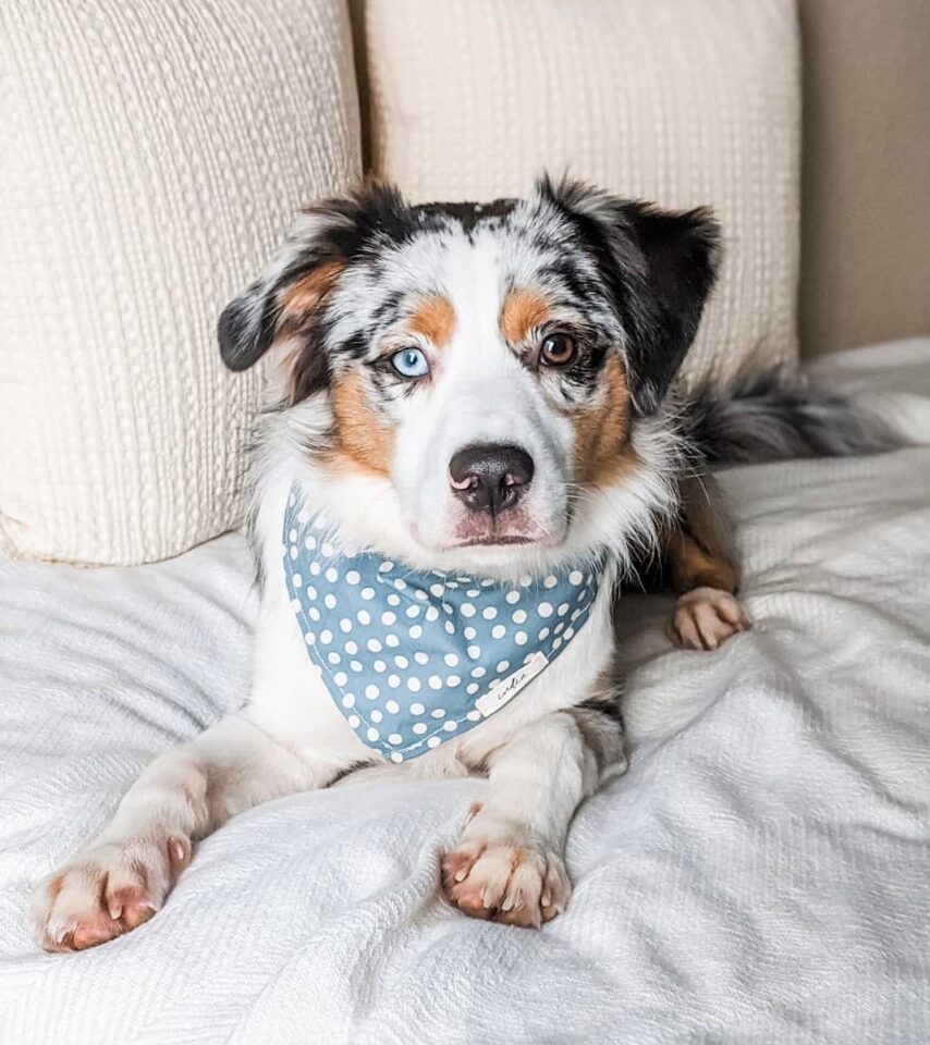 Blue Merle Australian Shepherd: Everything You Need to Know