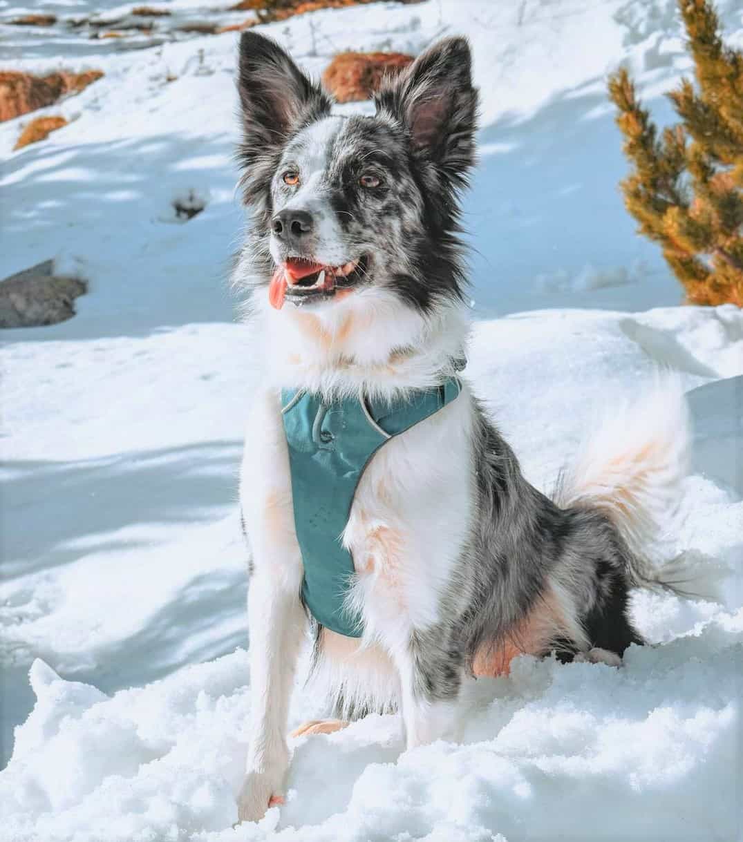 Border Collie Colors: All 24 Coat Colors Explained With Pictures