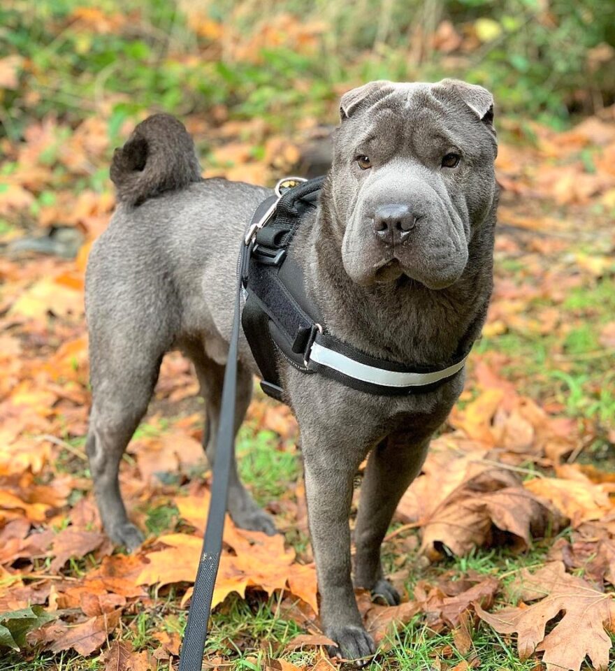 Shar-Pei Colors: All 21 Coat Colors Explained With Pictures