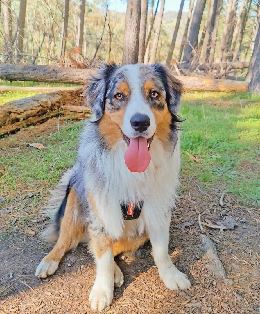 Blue Merle Australian Shepherd: Everything You Need to Know