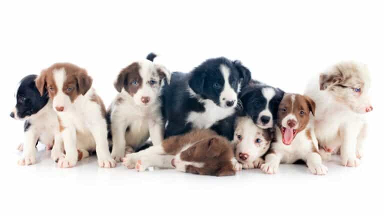 Border Collie Colors: All 24 Coat Colors Explained With Pictures