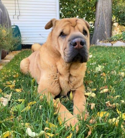Shar-Pei Colors: All 21 Coat Colors Explained With Pictures