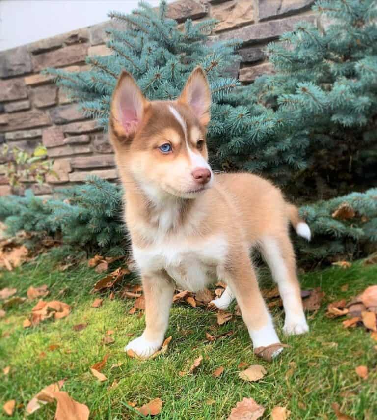 Teacup Pomsky: Are They Really Teacup-Sized?