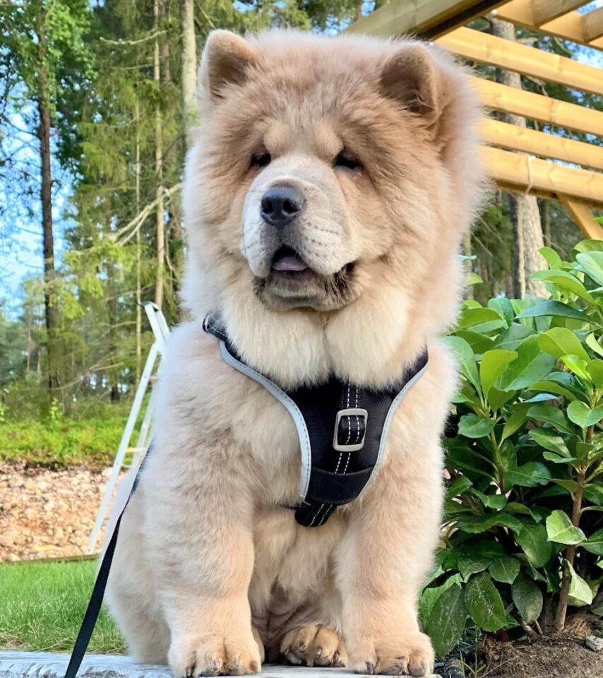 Chow Chow Colors: Do Panda Chow Chows Exist?