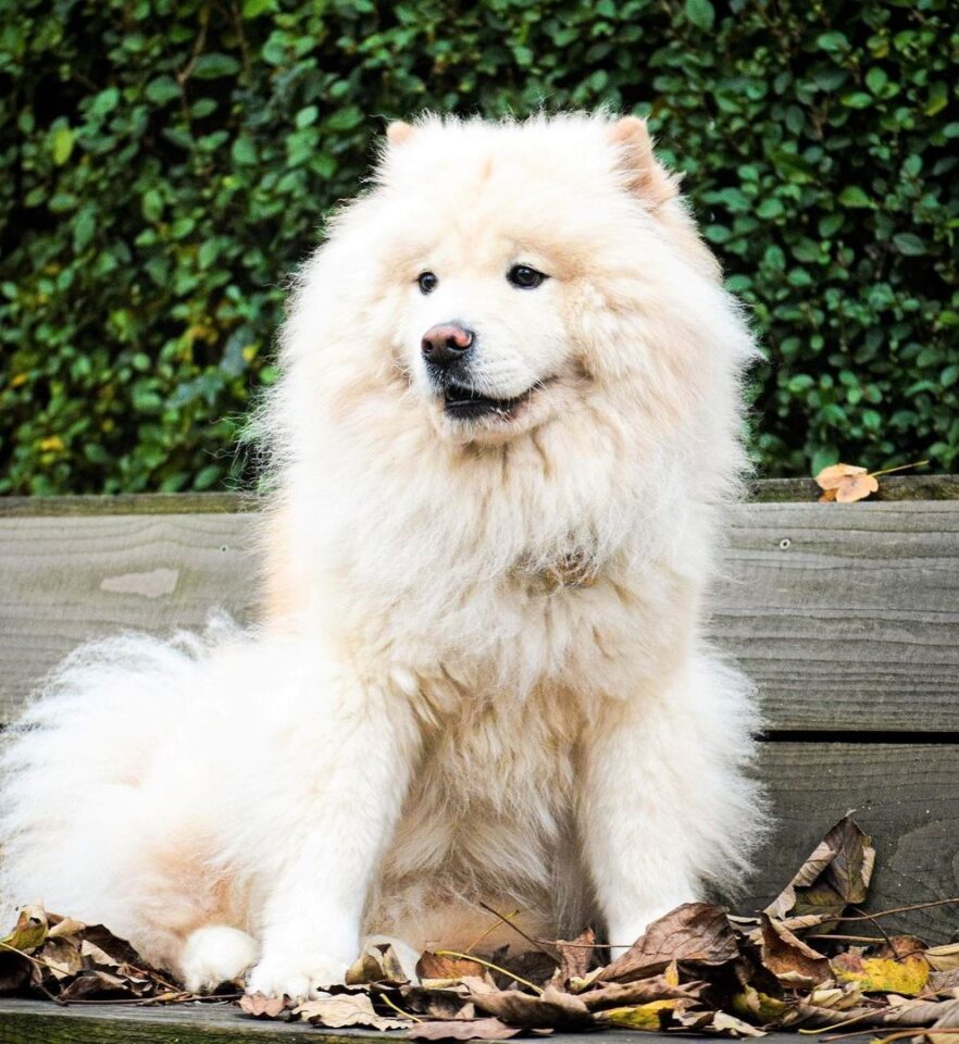 Chow Chow Colors: Do Panda Chow Chows Exist?