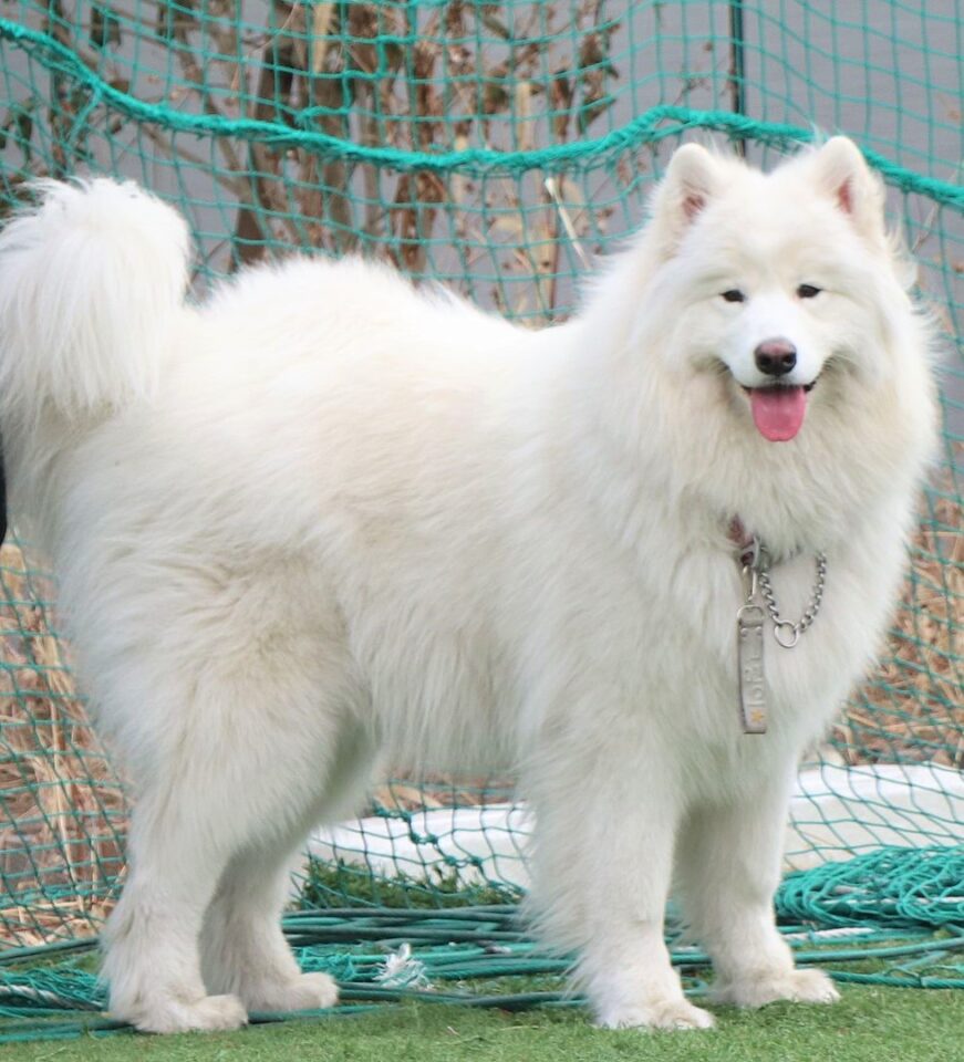 Samoyed Colors: Are There Other Shades Aside From White?