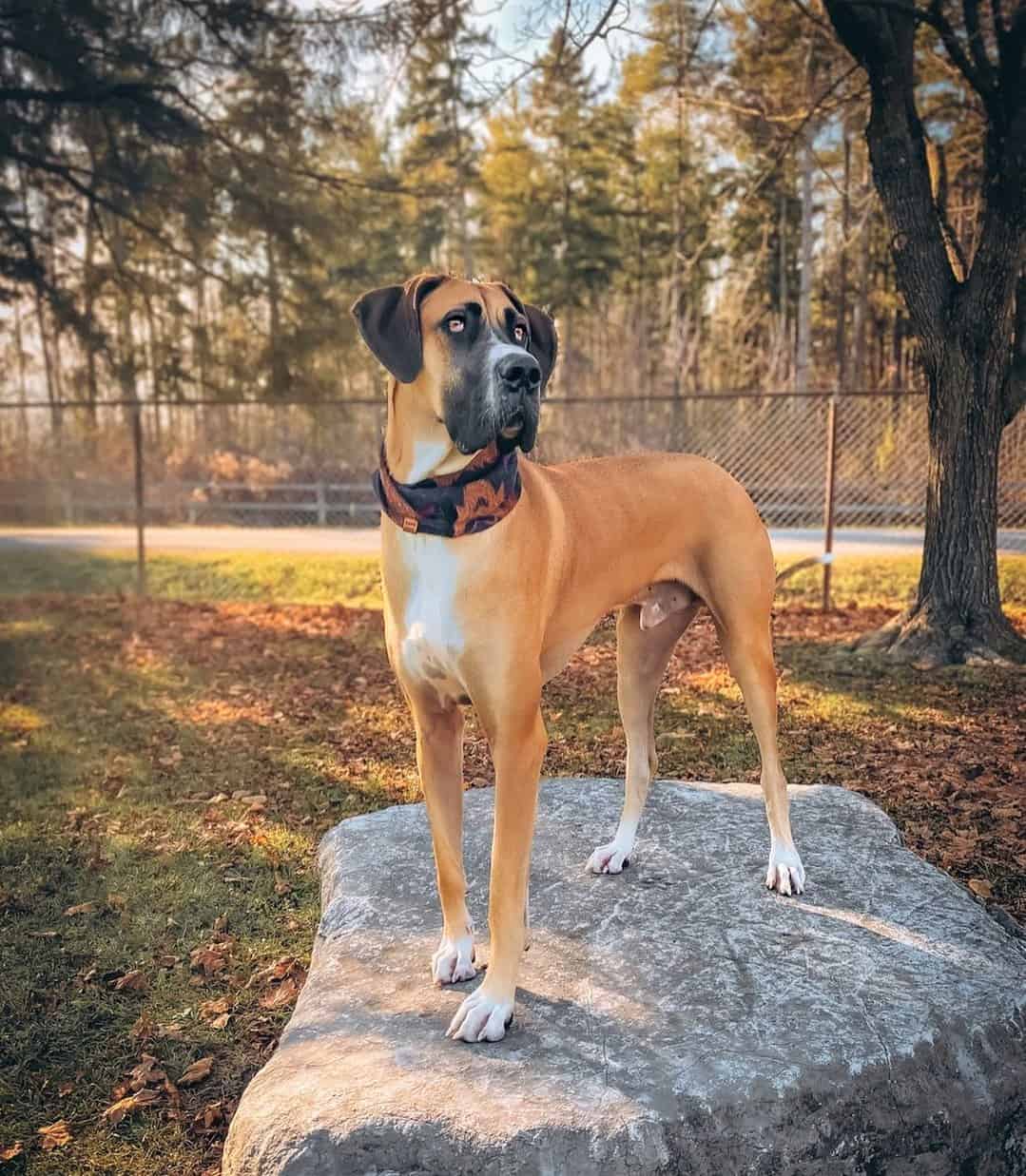 Mantle Great Dane: Everything You Need to Know - Bubbly Pet