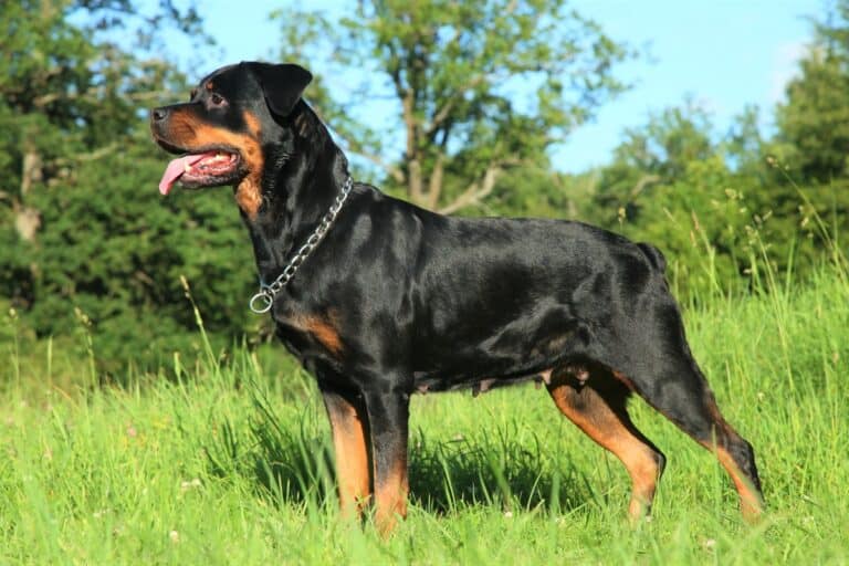 Rottweiler Tail Docking: Everything You Need to Know + FAQ