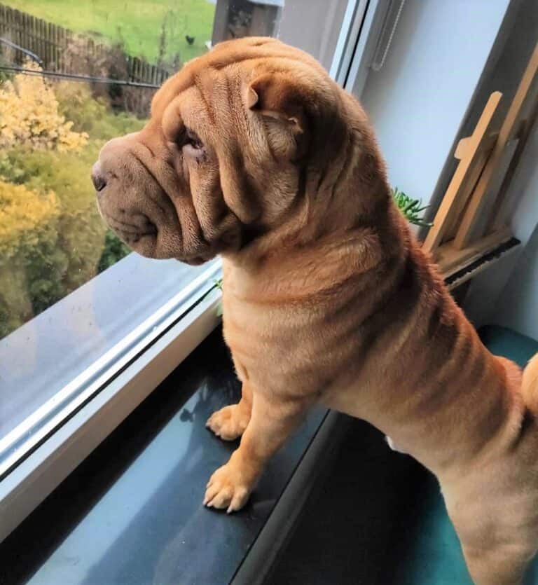 Shar-Pei Colors: All 21 Coat Colors Explained With Pictures