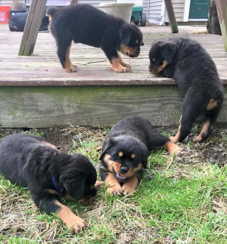 Rottweiler Tail Docking: Everything You Need to Know + FAQ