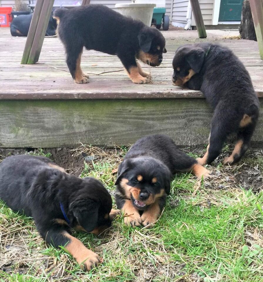 Rottweiler Tail Docking: Everything You Need to Know + FAQ