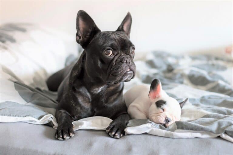 How Much Does a French Bulldog Cost? (2026 Price Guide)
