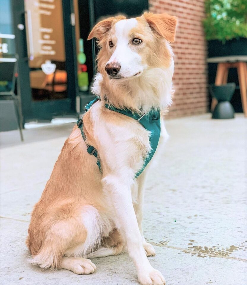 Border Collie Colors: All 24 Coat Colors Explained With Pictures