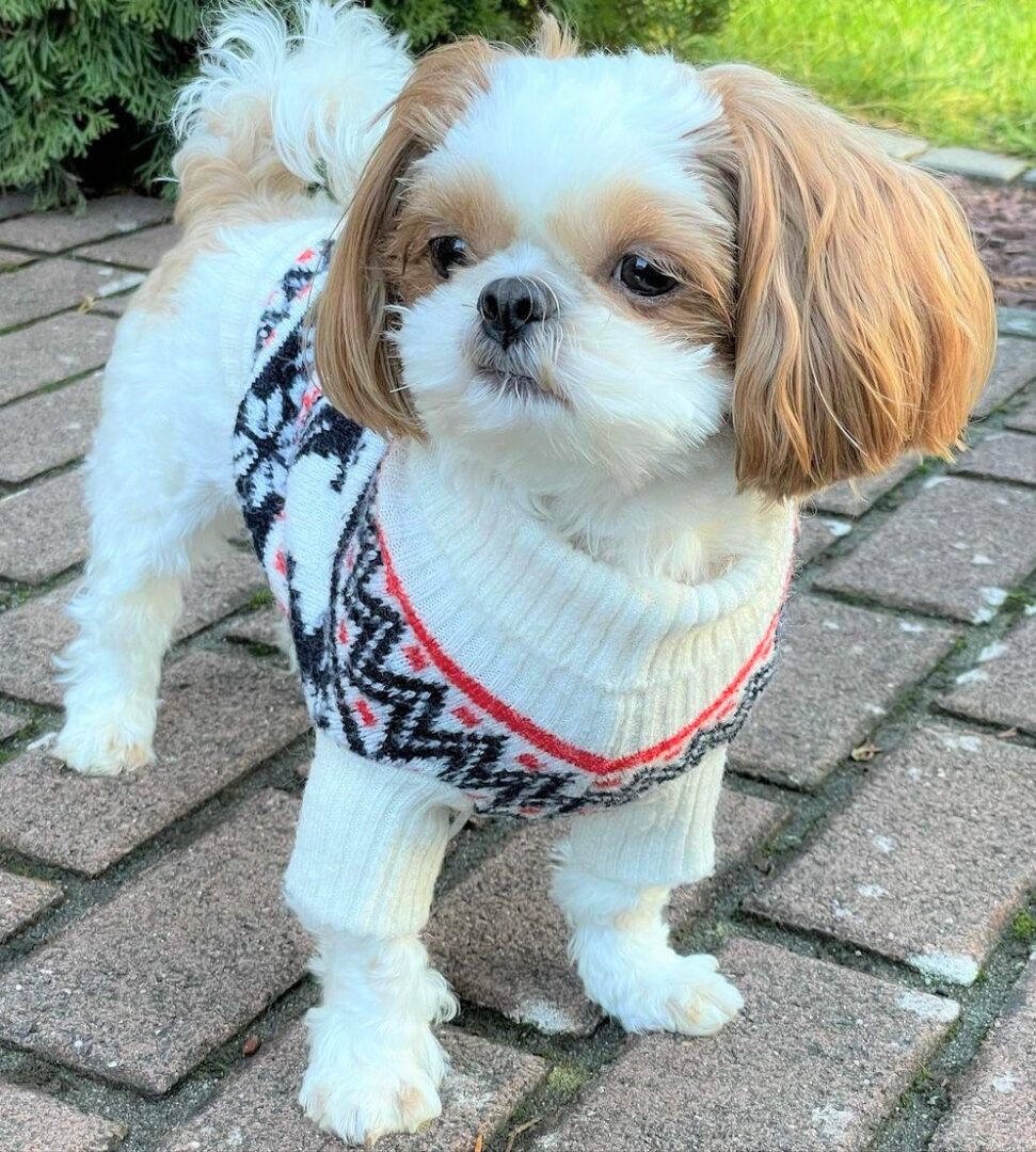 Imperial Shih Tzu: Are They Different From Standard Shih Tzus?