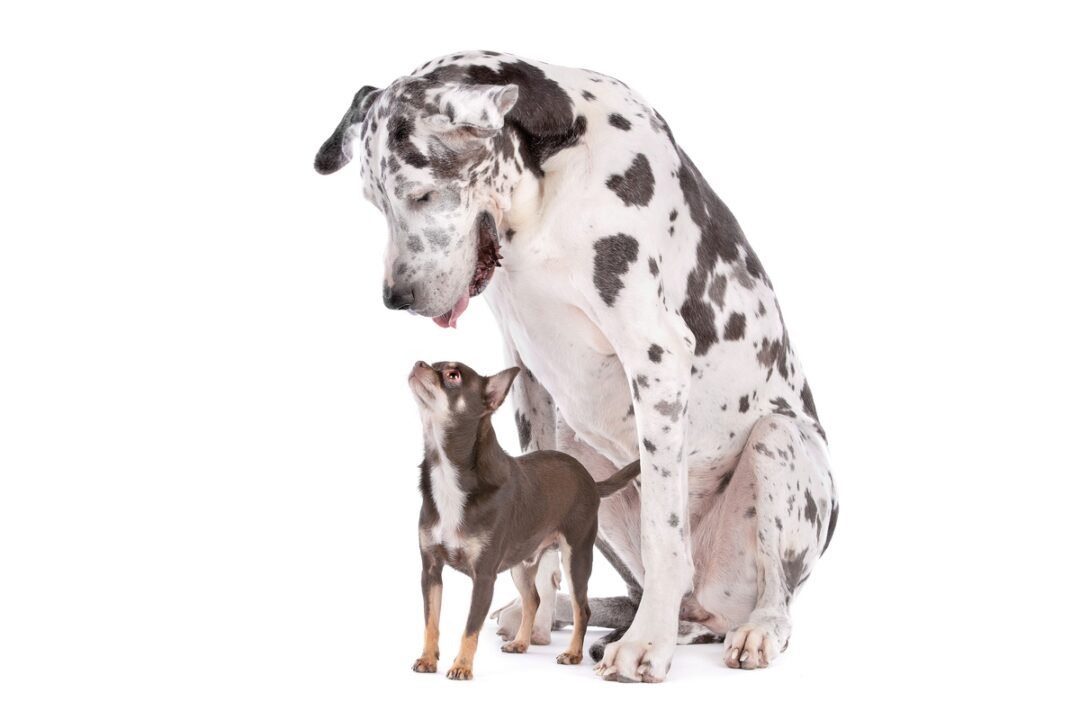 Great Dane Chihuahua Mix (Chi-Dane-Dane): Do They Exist?