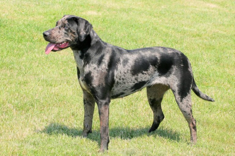 Great Dane Chihuahua Mix (Chi-Dane-Dane): Do They Exist?