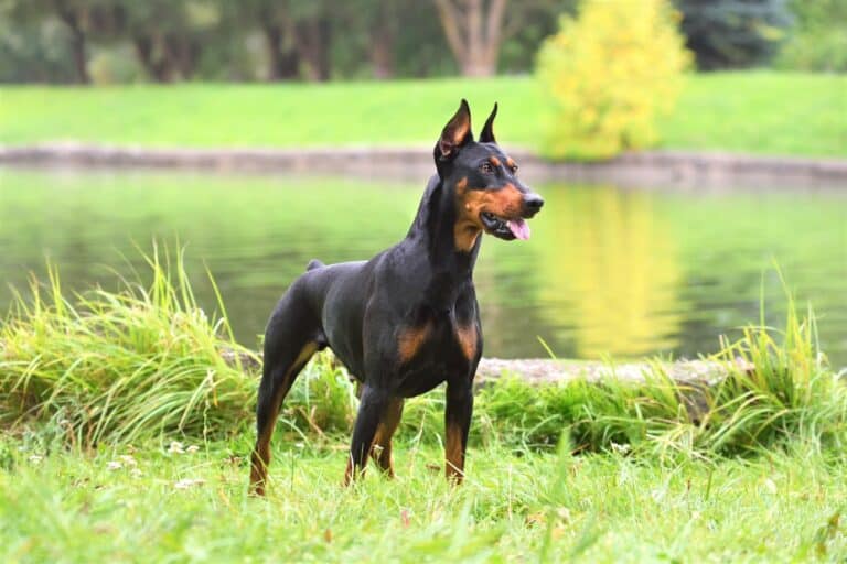 Great Dane Chihuahua Mix (Chi-Dane-Dane): Do They Exist?