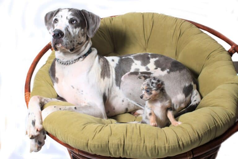 Great Dane Chihuahua Mix (Chi-Dane-Dane): Do They Exist?