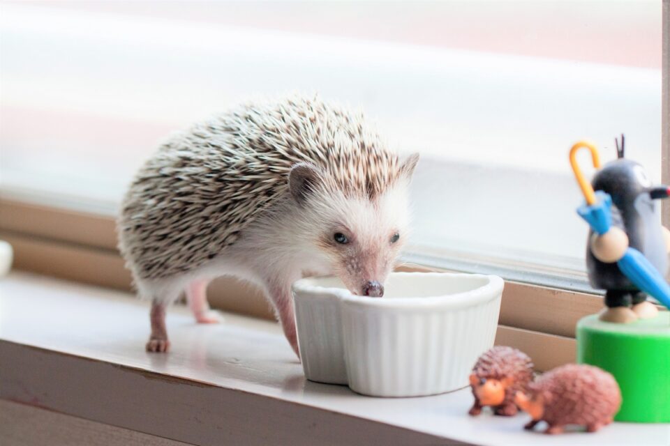 How Much Does a Hedgehog Cost? Prices & Expenses (+ FAQ)