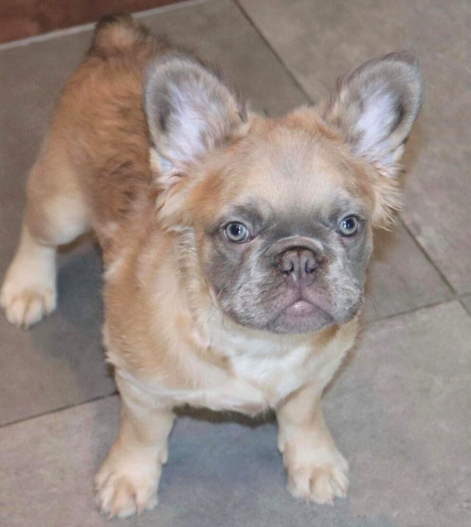 Fluffy Frenchie: Are Long-Haired French Bulldogs Purebred?