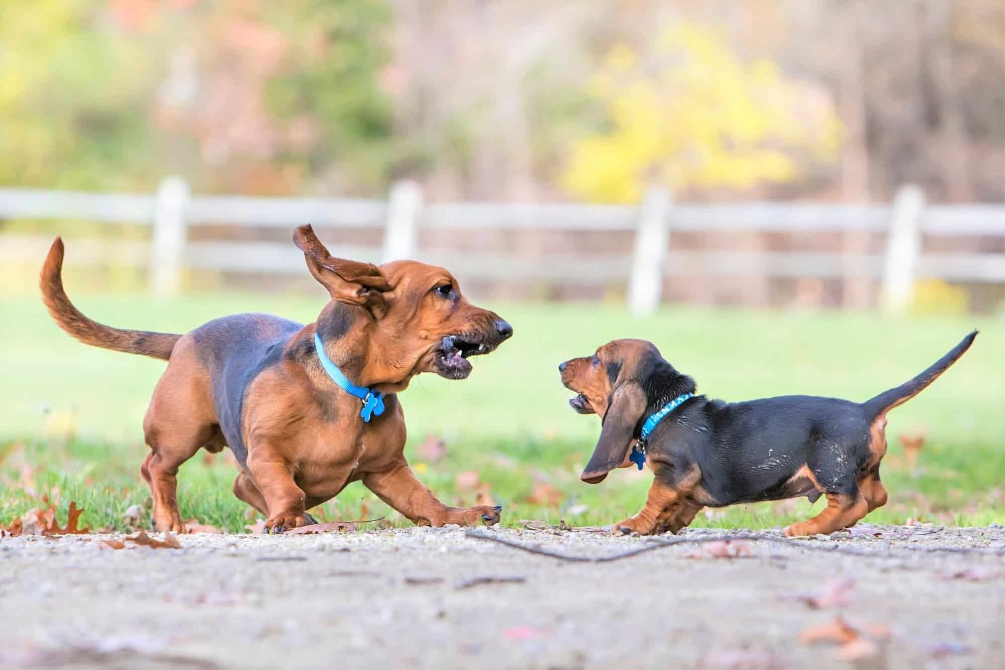 Male vs. Female Basset Hound: Which Is Better?