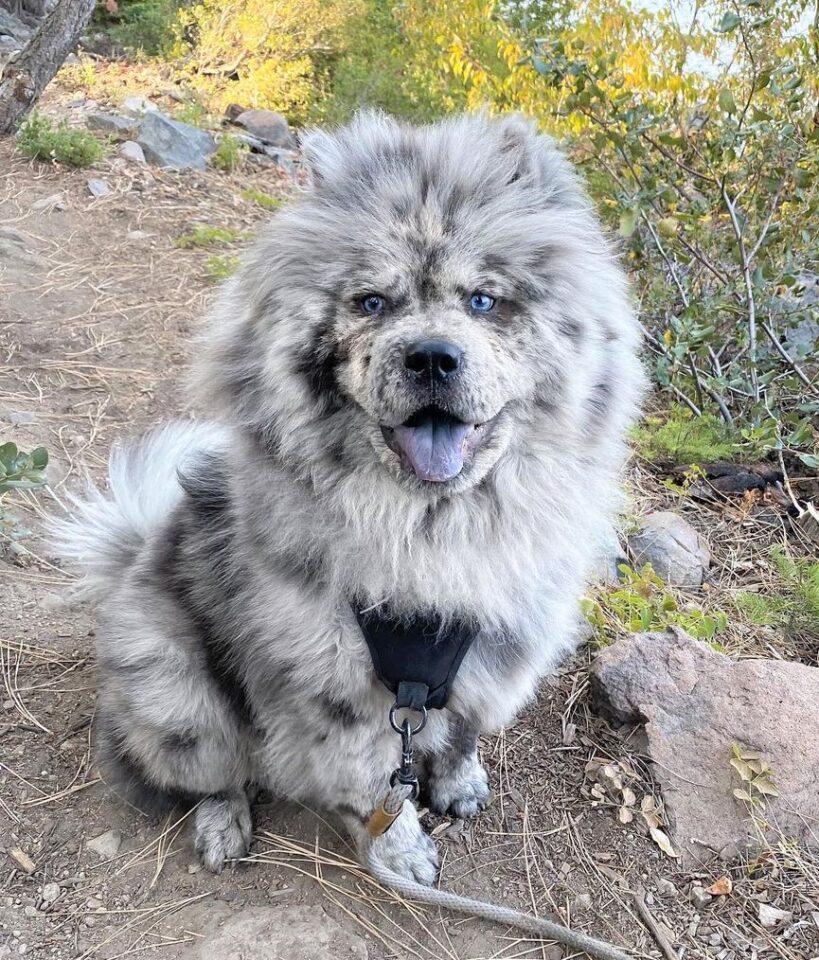 Chow Chow Colors: Do Panda Chow Chows Exist?