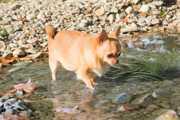 Fat Chihuahua: A Guide to Slimming Down an Obese Chihuahua