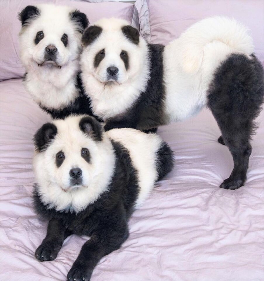 Chow Chow Colors: Do Panda Chow Chows Exist?