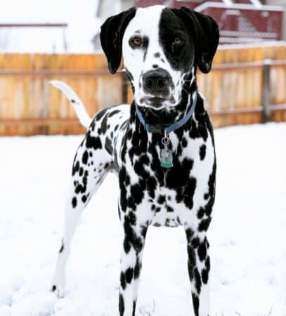Dalmatian Colors: Do Dalmatians Only Have Black Spots?