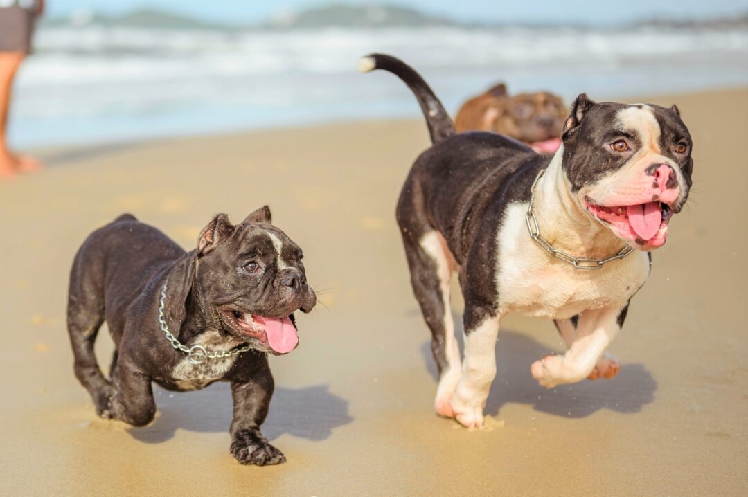 Pitbull Ear Cropping: Should You Crop Your Pitbull’s Ears?