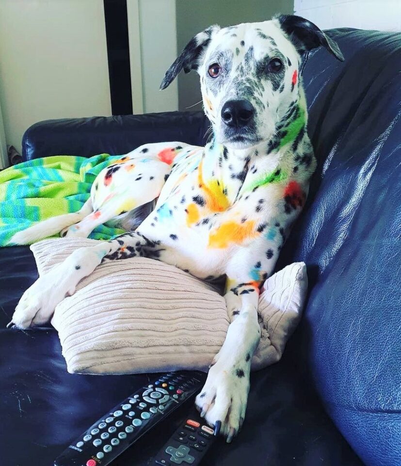 Dalmatian Colors: Do Dalmatians Only Have Black Spots?