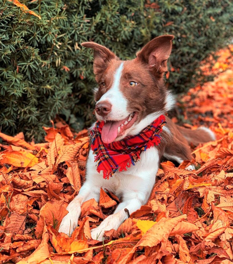 Border Collie Colors: All 24 Coat Colors Explained With Pictures