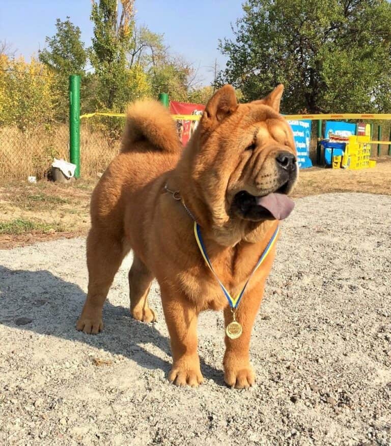 Chow Chow Colors: Do Panda Chow Chows Exist?