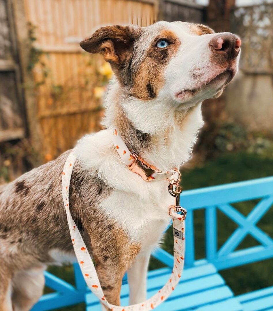 Border Collie Colors: All 24 Coat Colors Explained With Pictures